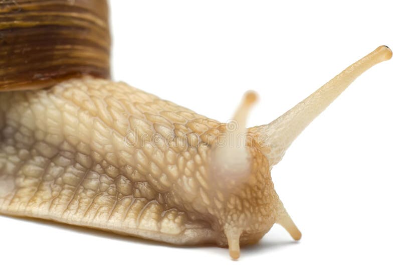 Macro de caracol foto de archivo. Imagen de hermoso - 226851926