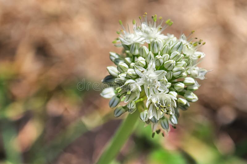 Macro De Cebolla Cabeza Flores Y Brotes Foto de archivo - Imagen de ...