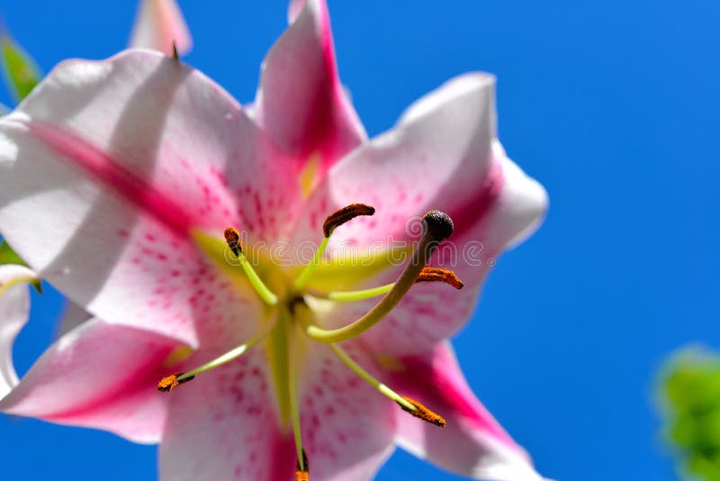 Macro De Close-up Blauwe Hemel Van Lily Flower Stock Afbeelding - Image ...