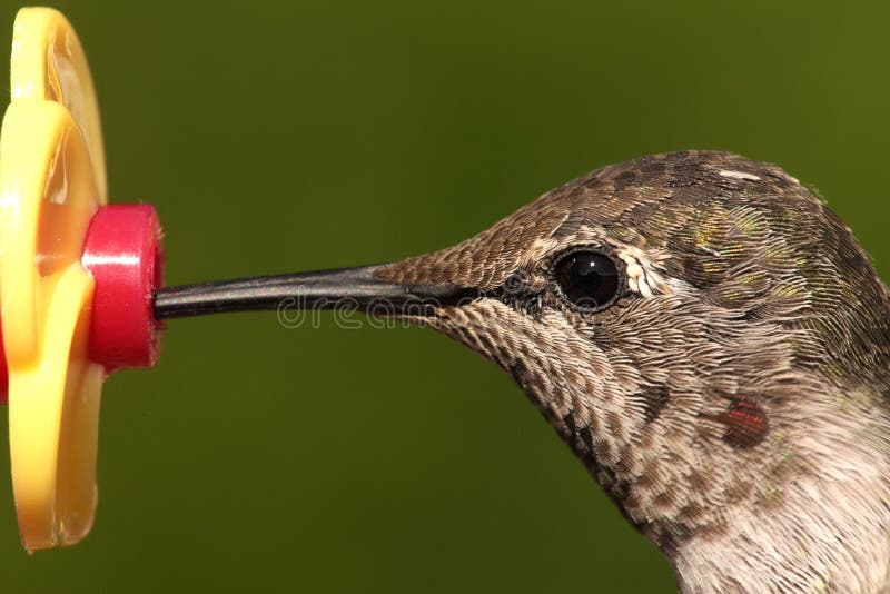 Macro De Colibri D'Annas (Calypte Anna) Image stock - Image du ...