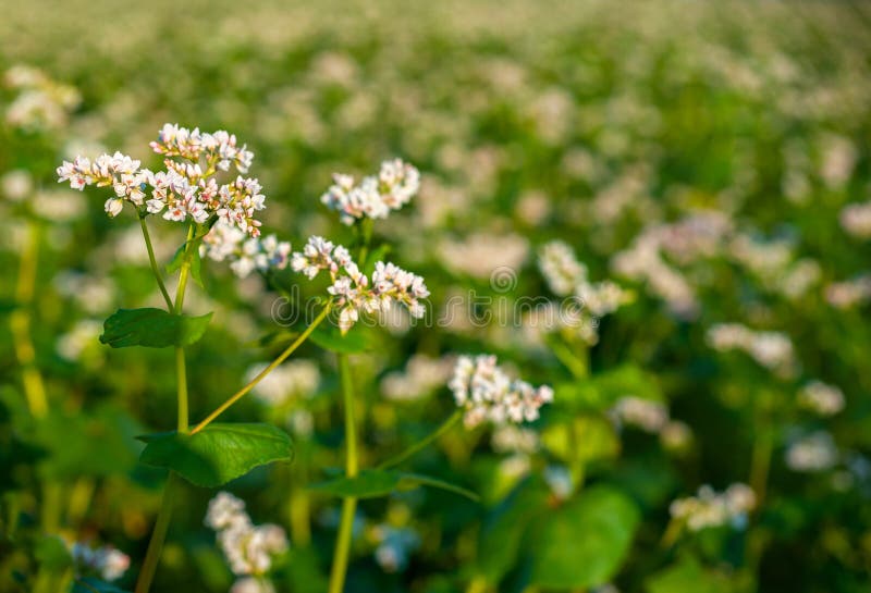 Fleur de sarrasin image stock. Image du type, culture - 58443035