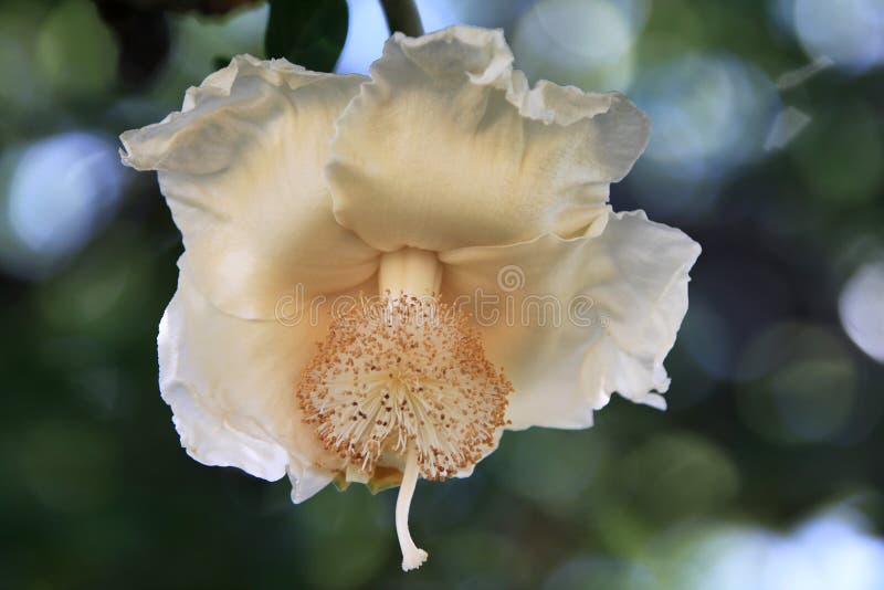 Macro de fleur de baobab image stock. Image du fleur - 49973053