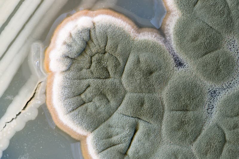 Macro De Hongos En Placa De Petri En Fondo Negro Imagen de archivo ...