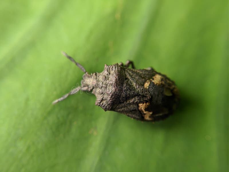 Macro De Insectos De Insectos De Insectos Helidos En Hojas Verdes ...