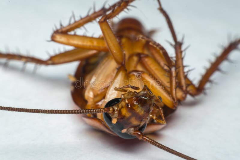 Macro De Insetos Da Barata Da Ordem Blattodea Foto de Stock - Imagem de ...