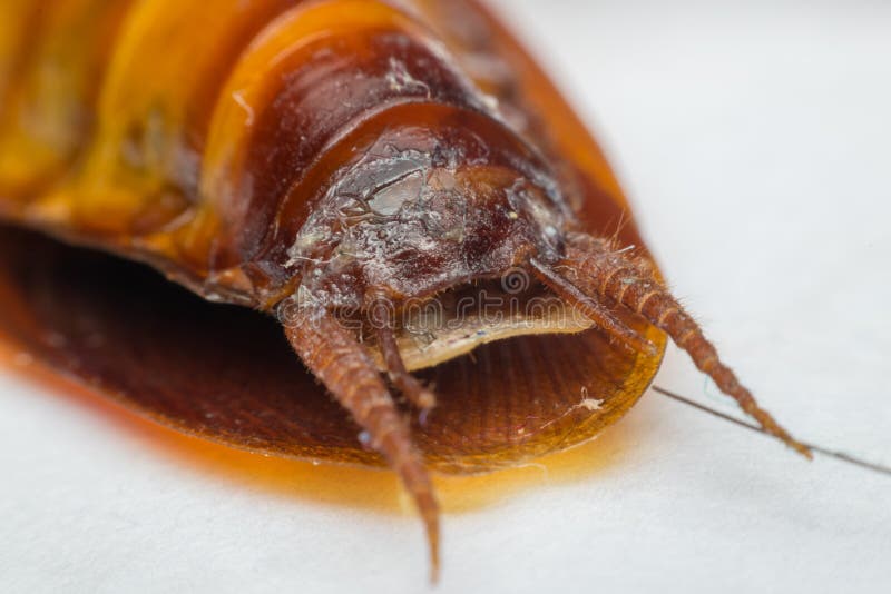 Macro De Insetos Da Barata Da Ordem Blattodea Foto de Stock - Imagem de ...