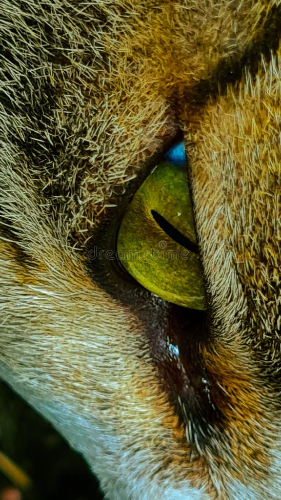 10,767 Photos de Cat Eye Macro - Photos de stock gratuites et libres de ...