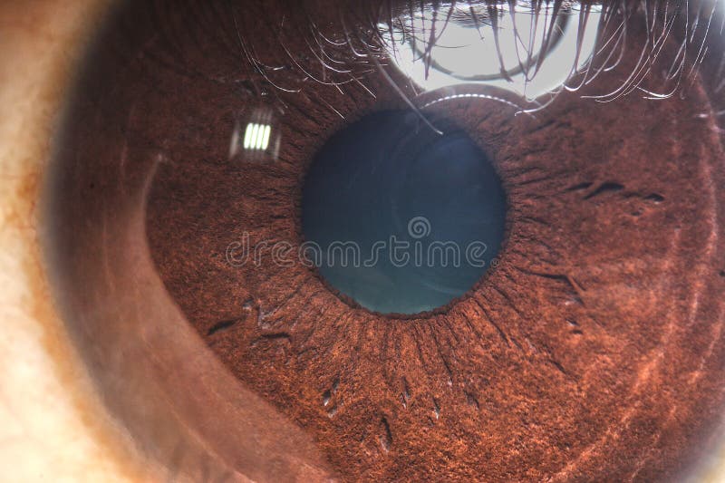Macro De L'oeil Humain De Couleur Brune Image stock - Image du oeil ...