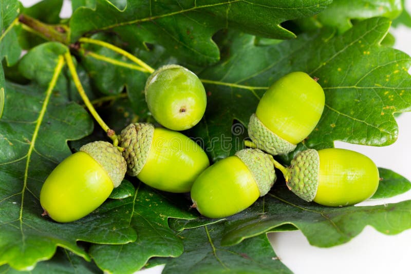 Macro De La Bellota Joven Aislada En Blanco Imagen de archivo - Imagen ...