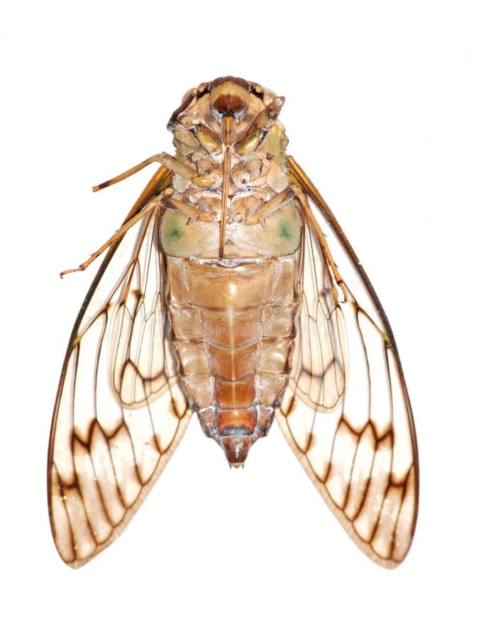 Cigarra del insecto foto de archivo. Imagen de color - 11729490