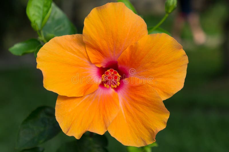 Macro De La Flor Anaranjada De China Rose Hibisco Imagen de archivo ...