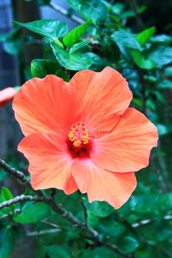 Macro De La Flor De China Rose Foto de archivo - Imagen de aislado ...
