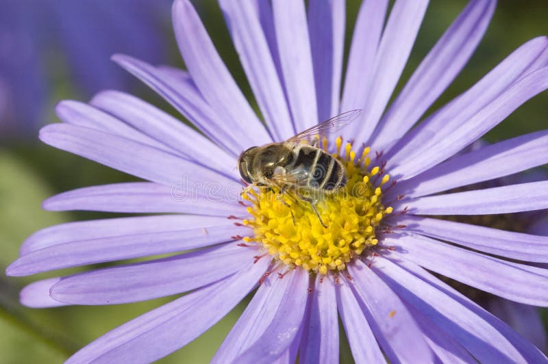 Macro De La Flor De La Abeja Foto de archivo - Imagen de abejas, parque ...