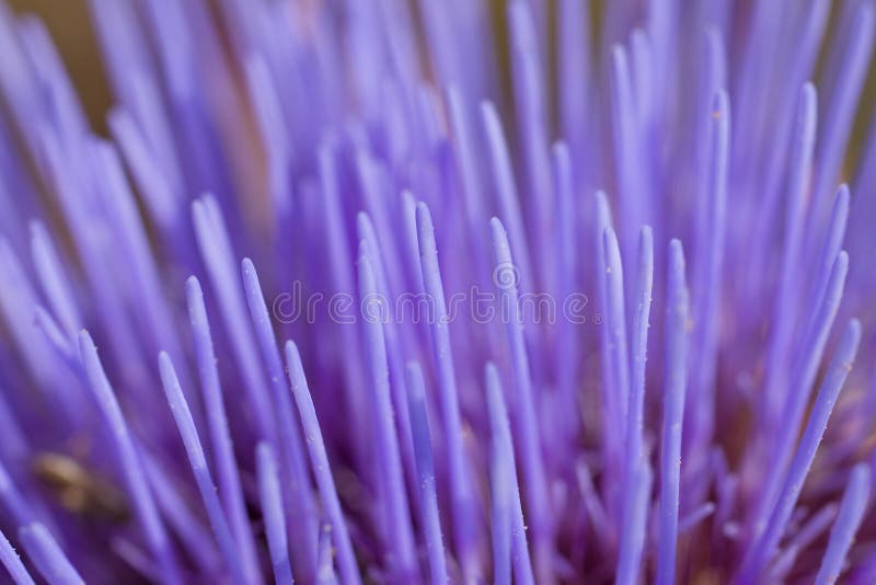 Macro de la flor del cardo foto de archivo. Imagen de puntas - 6211626