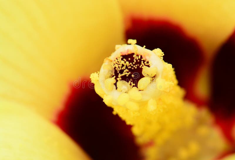 Extracto Del Estambre Del Pistilo Del Carpelo Imagen de archivo ...