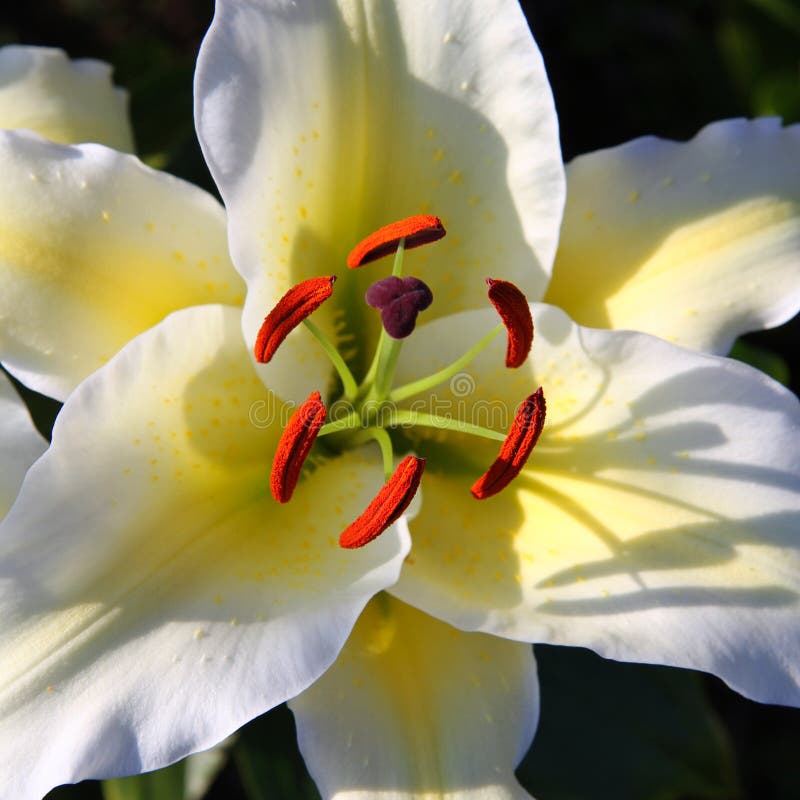 Lilium Ledebouria Flor De Lirio Cerrada Foto de archivo - Imagen de ...