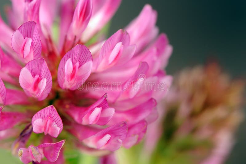 Flor De Trébol Rojo - Macro Foto de archivo - Imagen de cierre, rosa ...