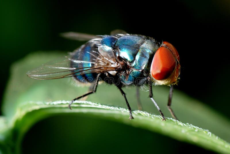 Macro De La Mosca Del Insecto Imagen de archivo - Imagen de verde ...