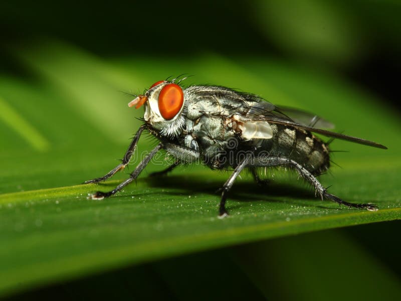 Macro De La Mosca Del Insecto Imagen de archivo - Imagen de primer ...