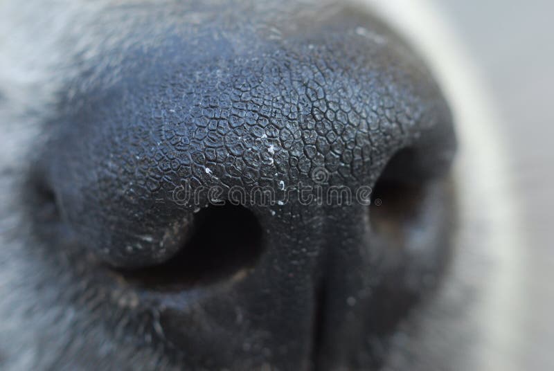 Macro de la nariz de perro imagen de archivo. Imagen de zoom - 43045421