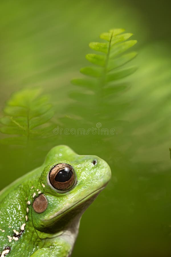 Macro de la rana verde foto de archivo. Imagen de rana - 47619438