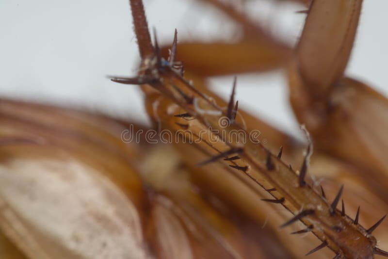 Macro De Los Insectos De La Cucaracha De La Orden Blattodea Foto de ...