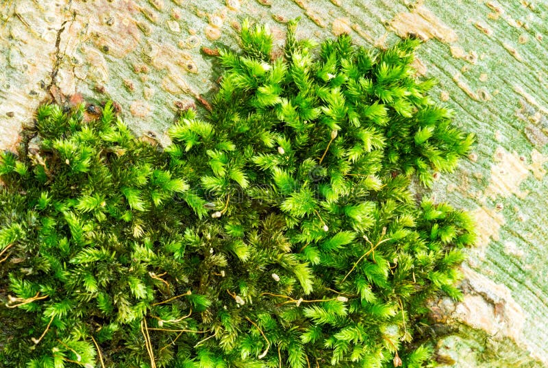 Mousse Sur Le Macro De Tronc D'arbre Photo stock - Image du macro ...