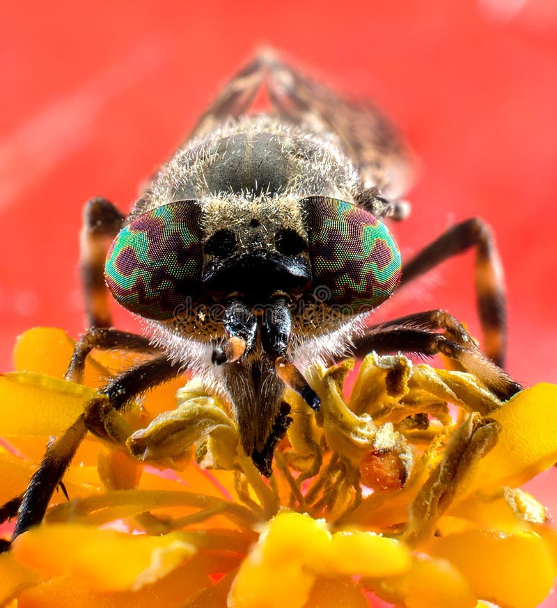 Photographie De Macro De Taon Photo stock - Image du cheval, verticale ...