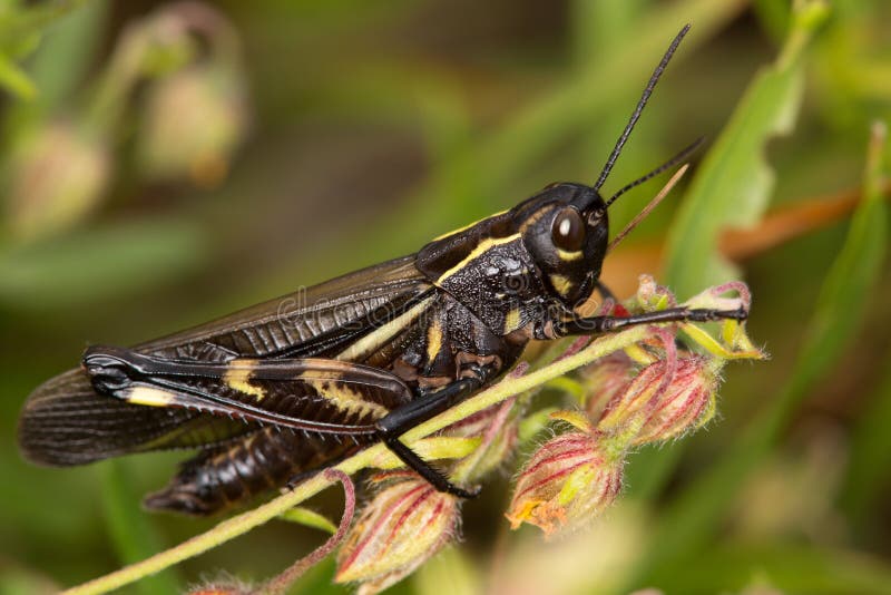 Grilo verde imagem de stock. Imagem de seis, fauna, macro - 9683341