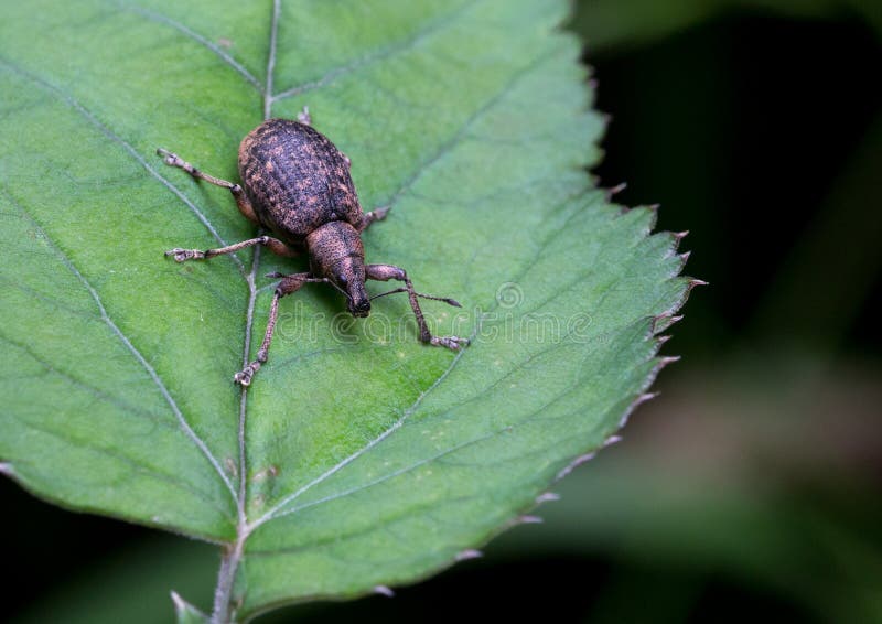 Macro De Um Inseto: Calcaratus De Phyllobius Foto de Stock - Imagem de ...
