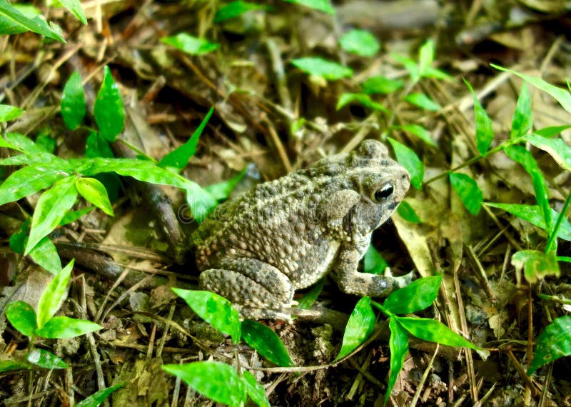 Macro del sapo de Brown foto de archivo. Imagen de gordo - 5495596