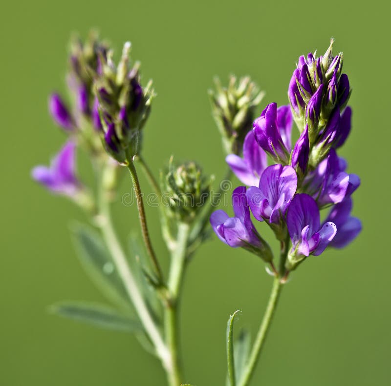 Medicago Sativa En Un Prado Foto de archivo - Imagen de agricultura ...