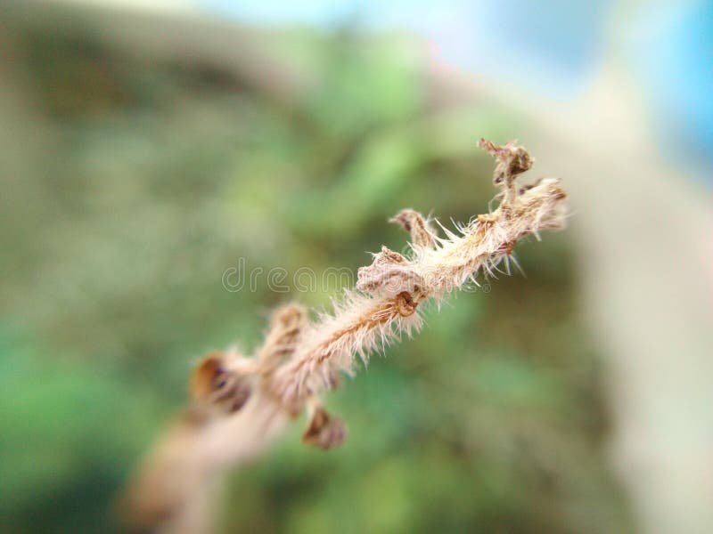 A Dead Basil Plant in a Plastic Pot Sitting Outside Stock Photo - Image ...