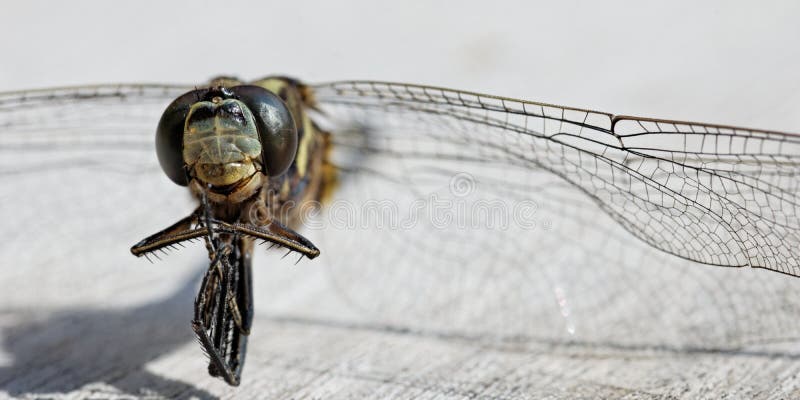 Macro of dead dragonfly stock image. Image of eyes, insect - 35429237