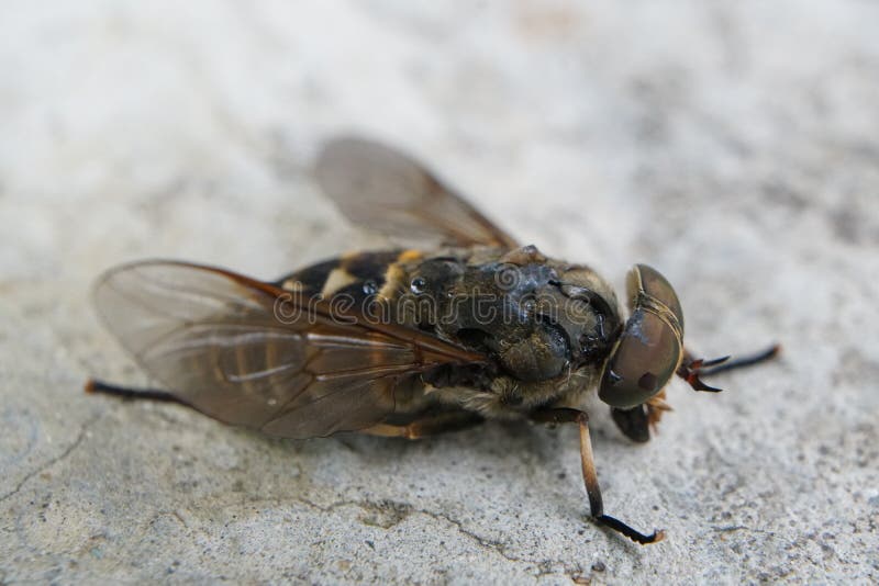 Macro of Dead Flies or Fly Insect. Dead Fly in Macro with Big Br Stock ...