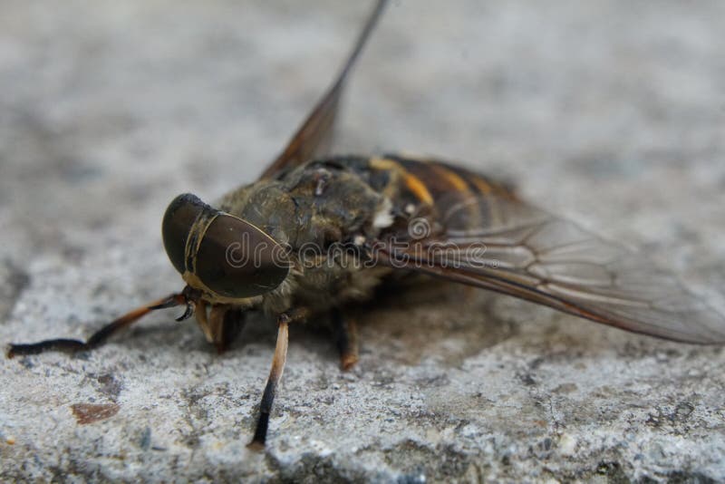 Macro of Dead Flies or Fly Insect. Dead Fly in Macro with Big Br Stock ...