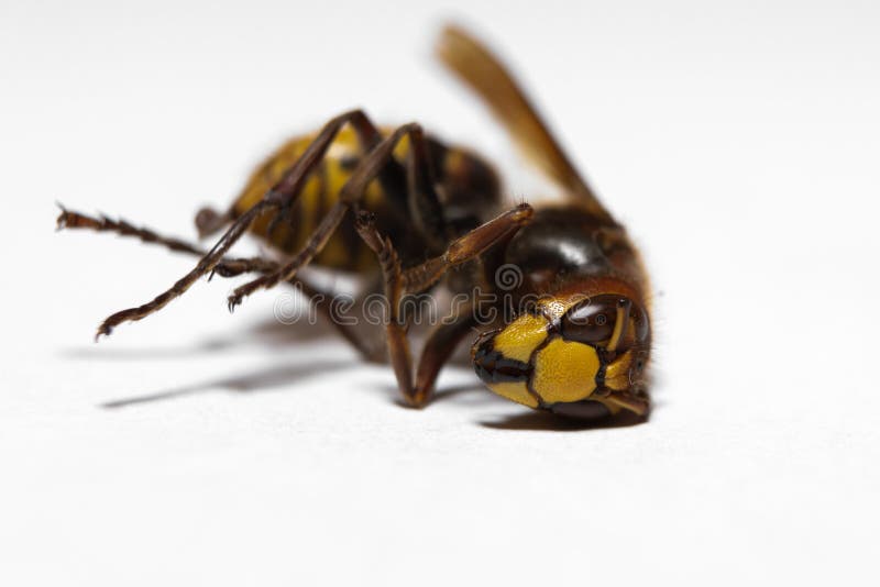Macro Dead Hornet on White Background Stock Photo - Image of dead, wing ...