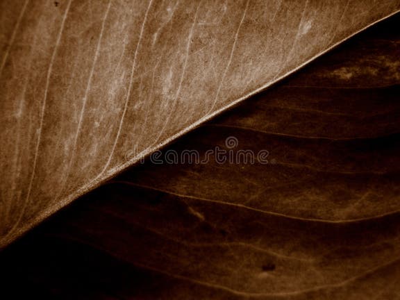 Dead Leaf pattern stock image. Image of graphic, beauty - 268169669