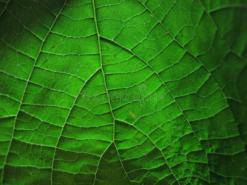 Dead Leaf pattern stock photo. Image of leaf, abstract - 268169672