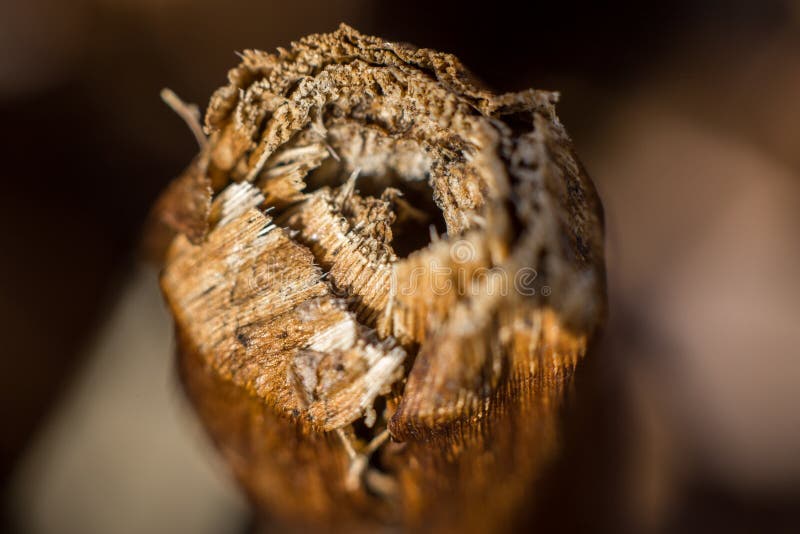 Macro dead stem stock photo. Image of stem, brown, life - 67652258