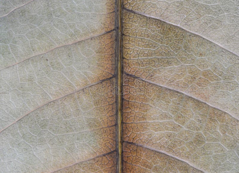 Macro of decayed leaf stock image. Image of environment - 72983735
