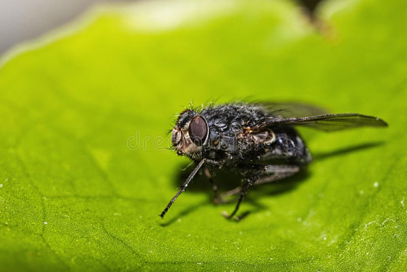 Macro of Decaying Dead Fly on a Green Leaf Stock Image - Image of ...