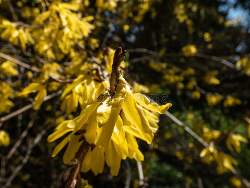 Macro of Deciduous Shrub the Easter Tree Forsythia in Full Bloom with ...