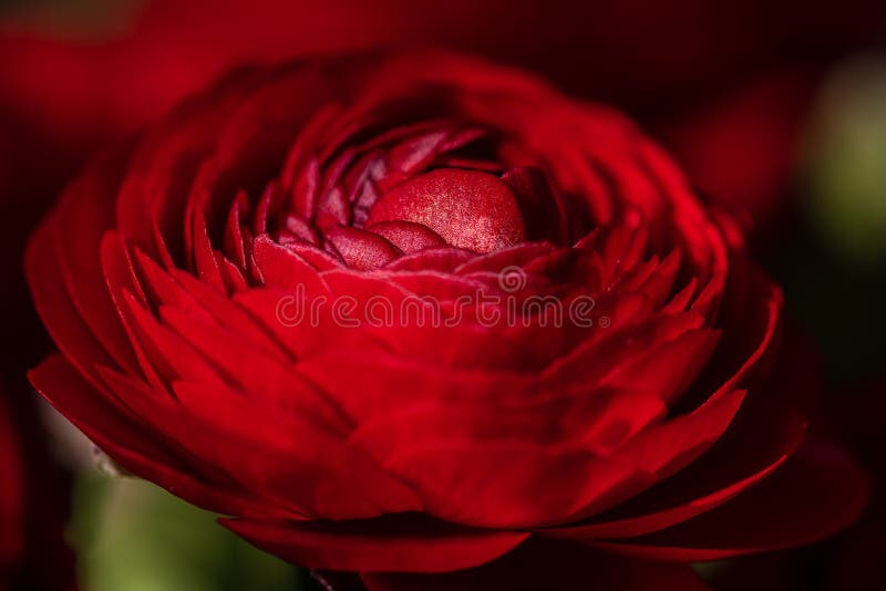 Macro of a Deep Red Ranunculus Stock Image - Image of nature ...
