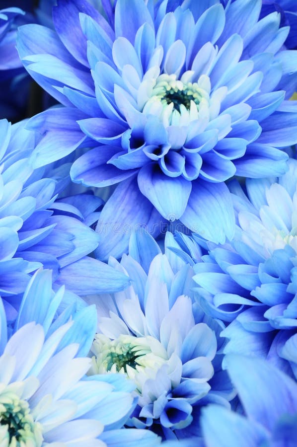 Macro de áster azul foto de archivo. Imagen de aster - 25600776