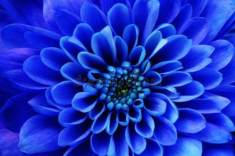 Macro Del Aster Azul De La Flor Imagen de archivo - Imagen de aster ...