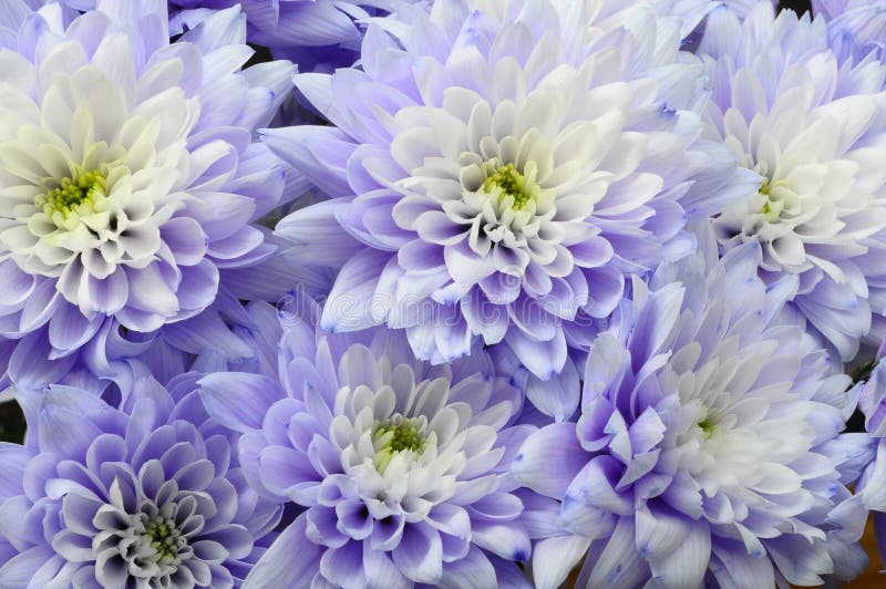Macro Del Aster Blanco Y Azul De La Flor Foto de archivo - Imagen de ...