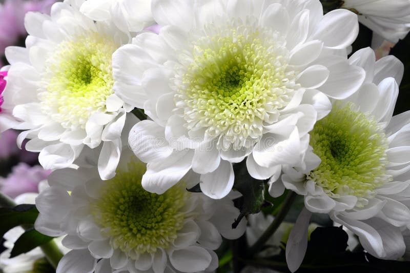 240 Macro Del Aster De La Flor Blanca Fotos - Libres de Derechos y ...