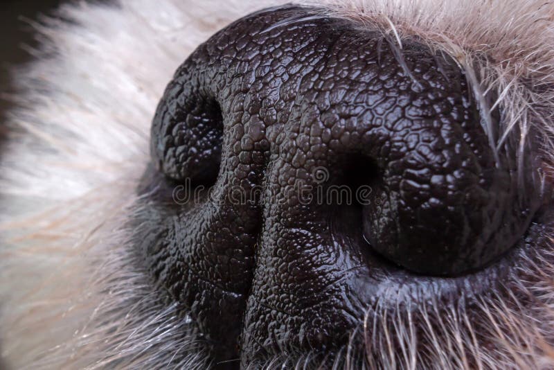 Razza Del Cane, Cane, Naso, Muso Immagine. Immagine: 102645355