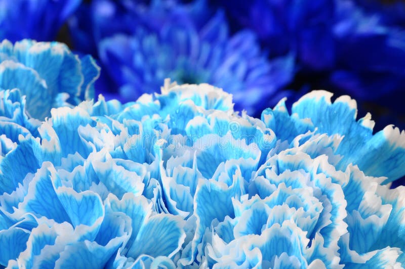 Macro Del Clavel Azul De La Flor Imagen de archivo - Imagen de fondo ...